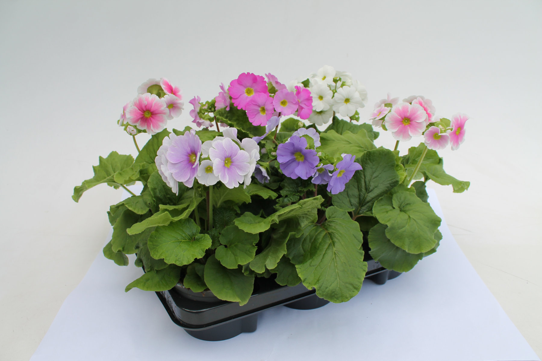 Primula obconica 12 cm ‘Touch me‘ - Dehne Topfpflanzen